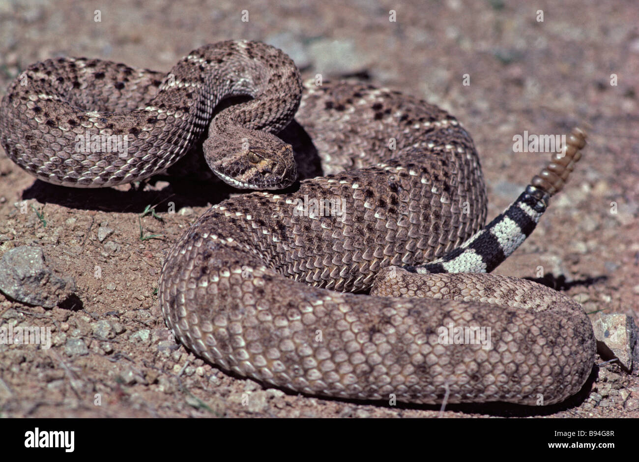 Western Diamondback Rattlesnake (Crotalus atrox) Arizona - USA Stock ...