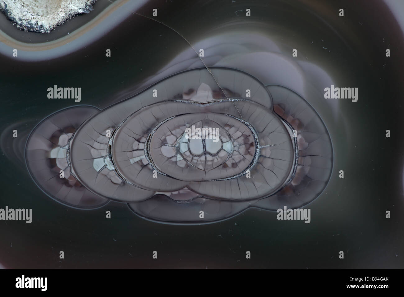 Imperial Jasper cross-section - Mexico Stock Photo - Alamy