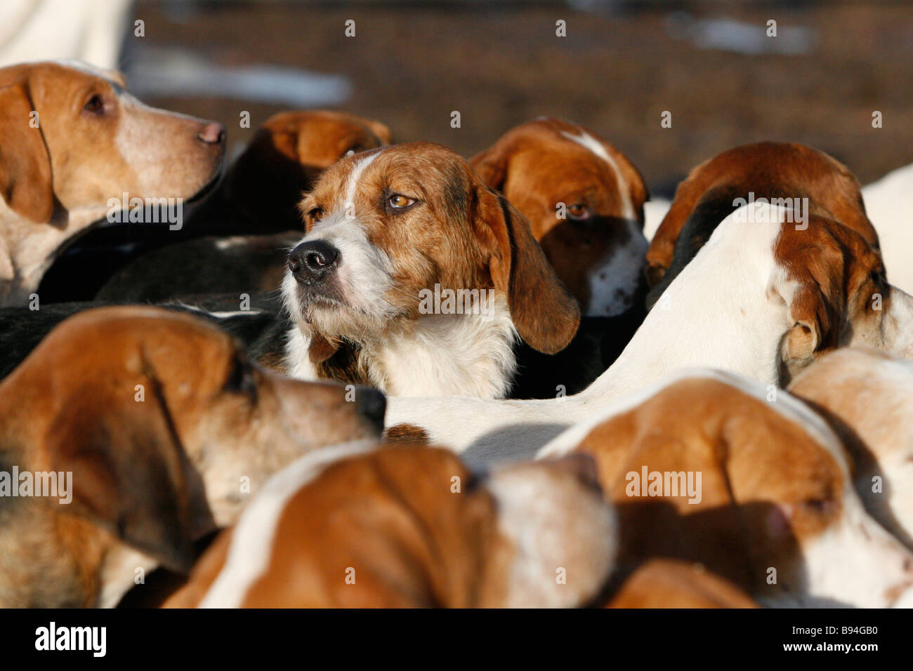 Fife fox Hounds Stock Photo - Alamy