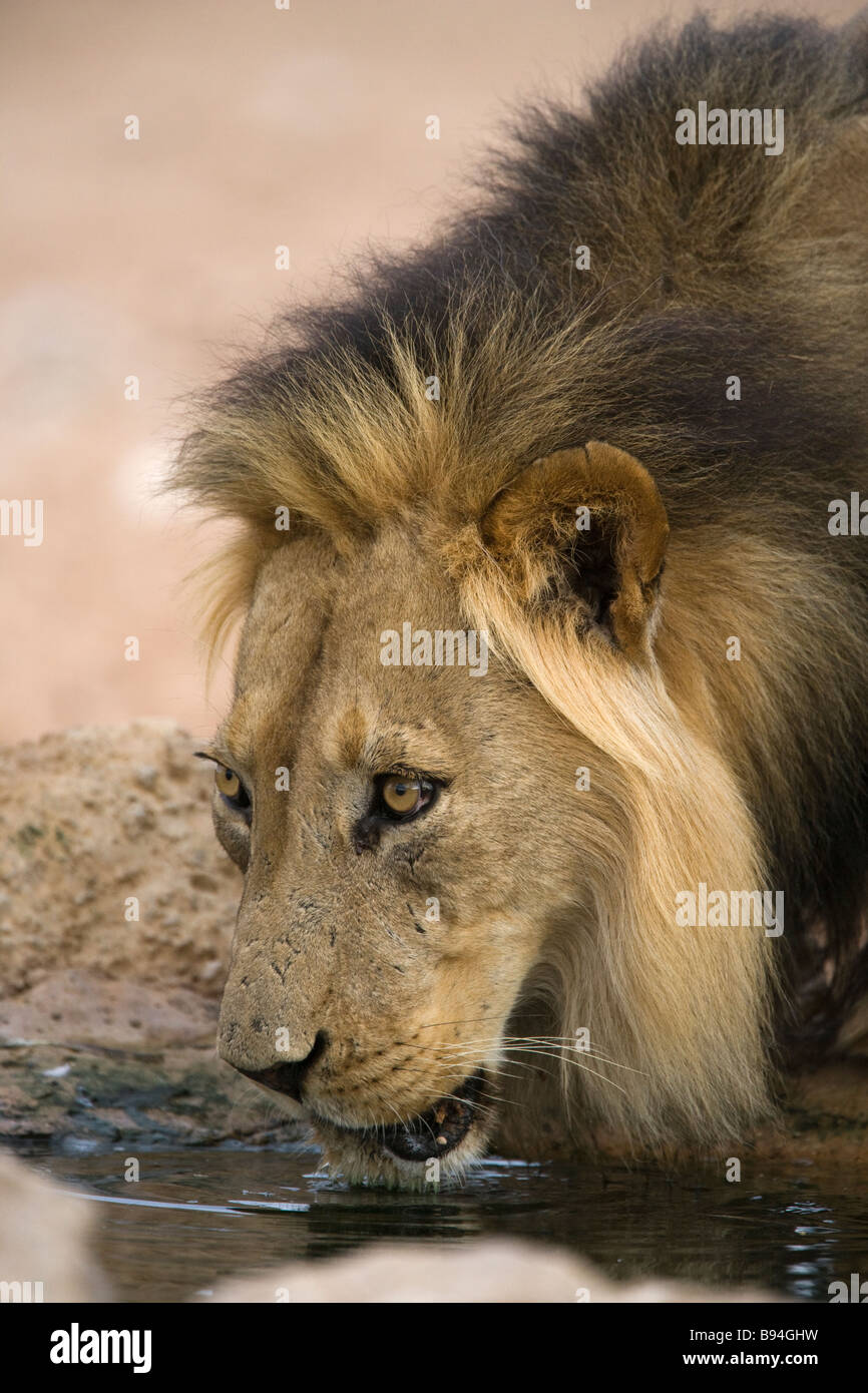 Lion water drink hi-res stock photography and images - Alamy