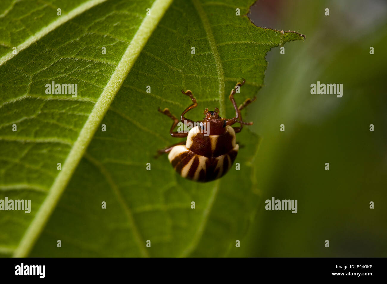 Osa peninsula insect hi-res stock photography and images - Alamy
