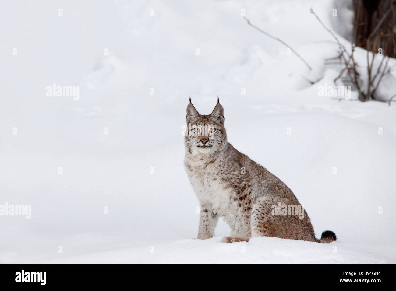 Siberian Lynx Ear Tuffs Stock Photo - Alamy