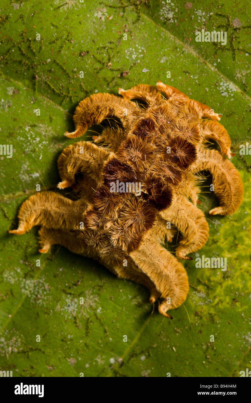 Monkey slug caterpillar hi-res stock photography and images - Alamy