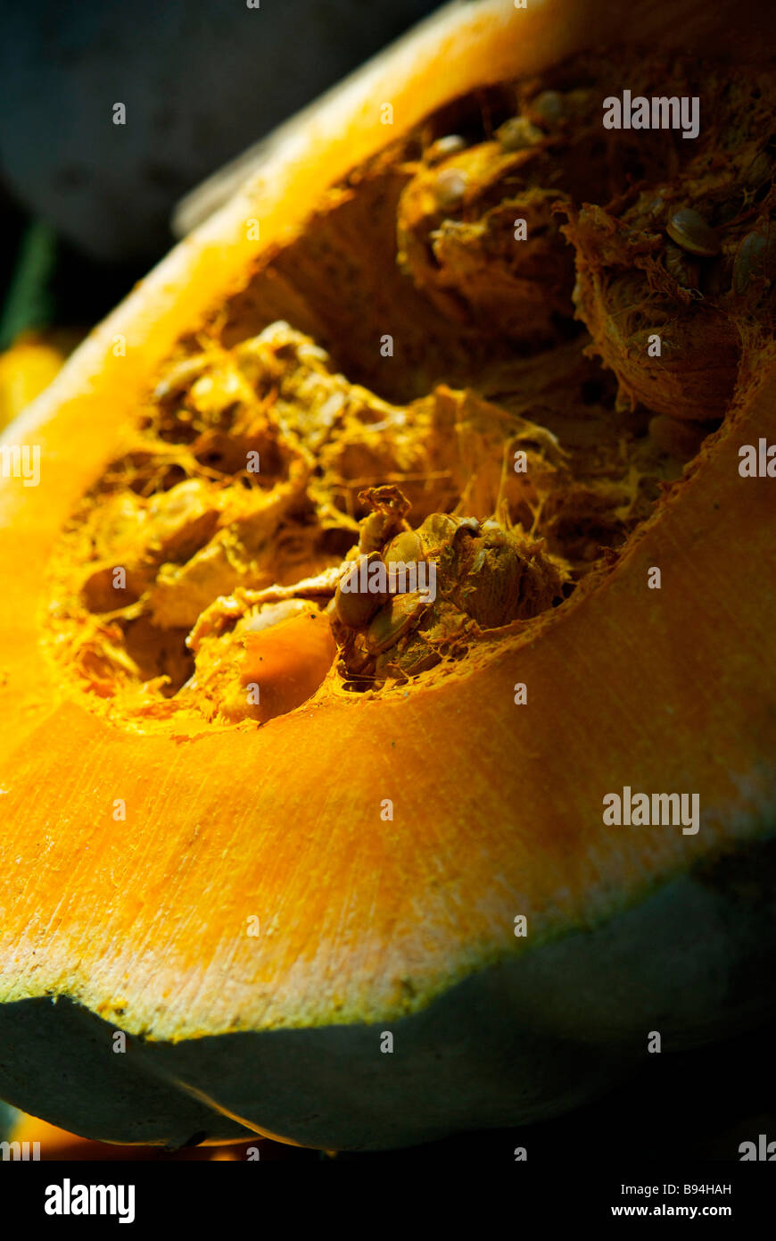 Close up of the inside of a large fleshy pumpkin with seeds and orange ...
