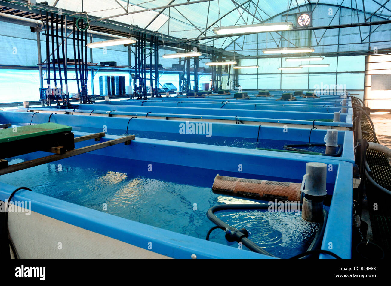 Indoor controlled environment pools for nurturing the fish in the first ...