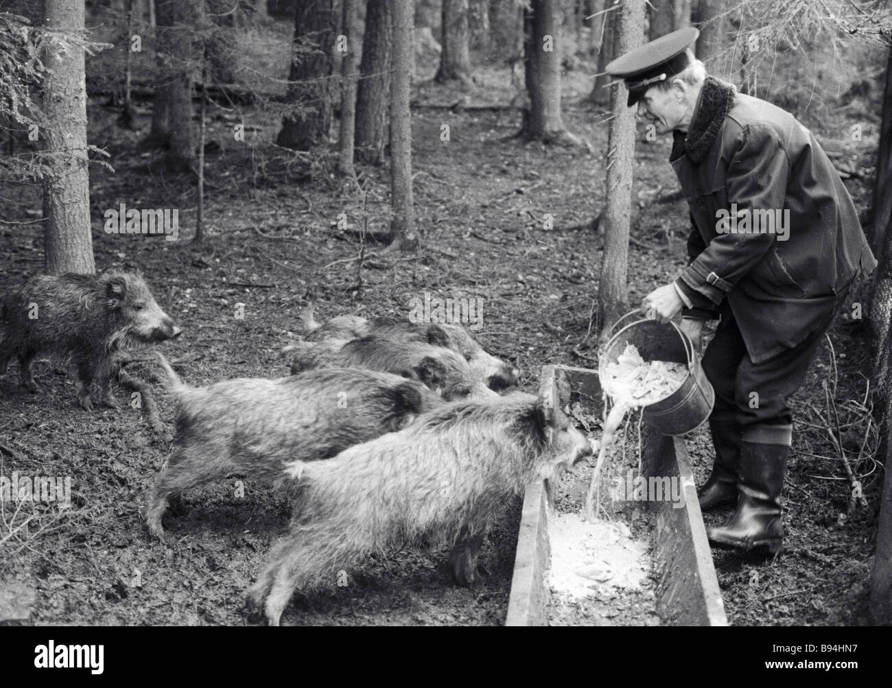 A forest ranger pouring feed into a rack for wild boars in the ...