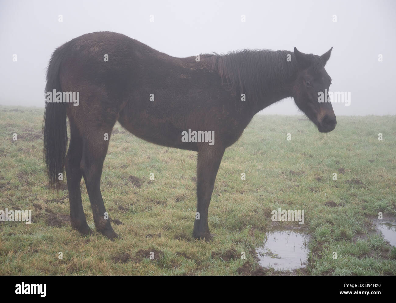 Grazing pony in the field hi-res stock photography and images - Alamy