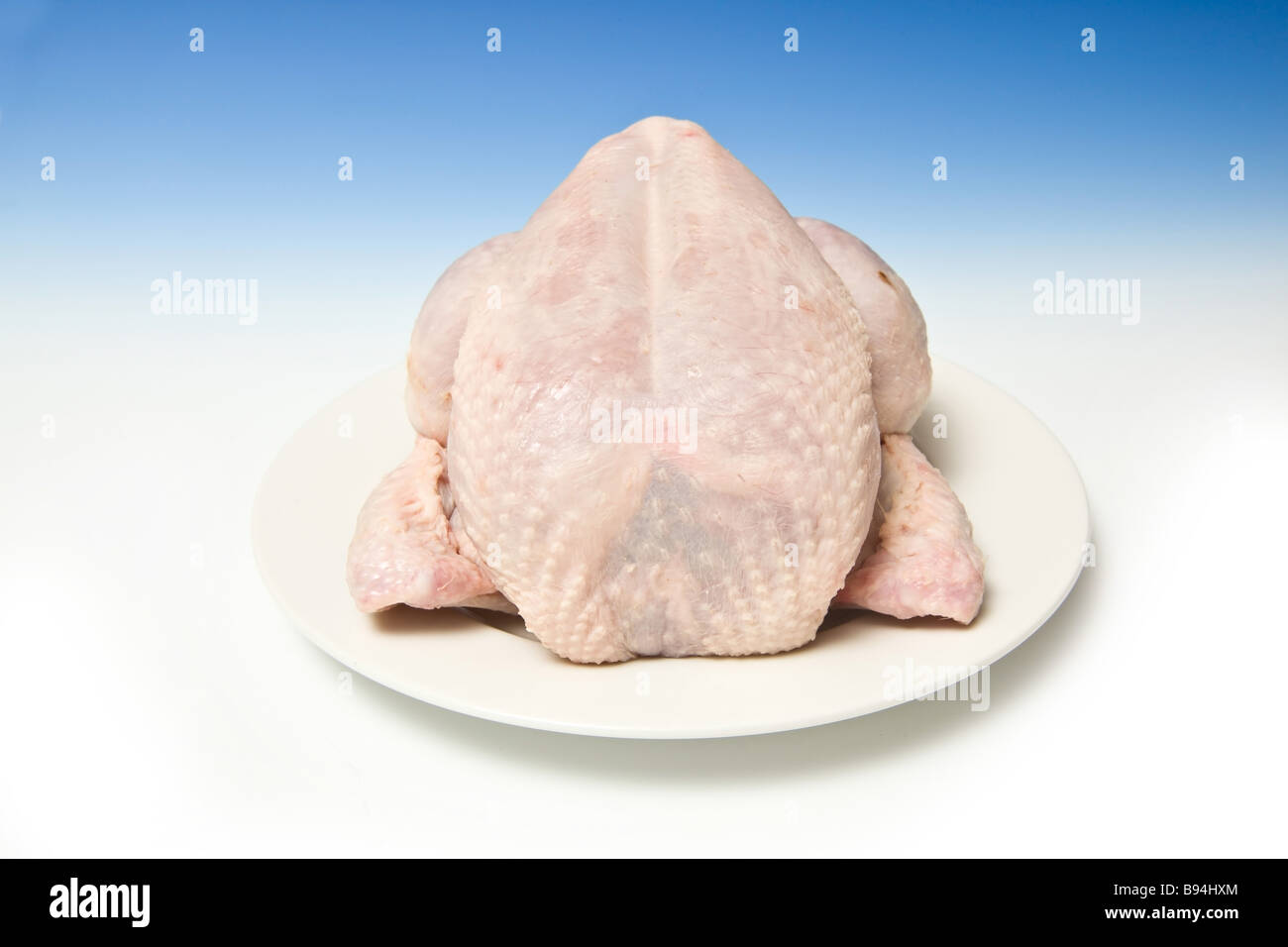 Whole raw chicken with a graduated blue studio background Stock Photo ...