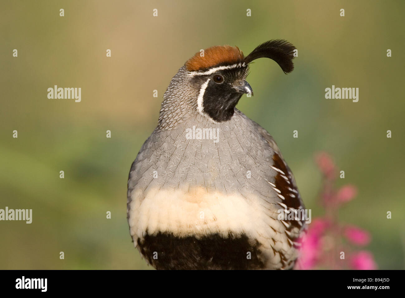 Singing quail hi-res stock photography and images - Alamy