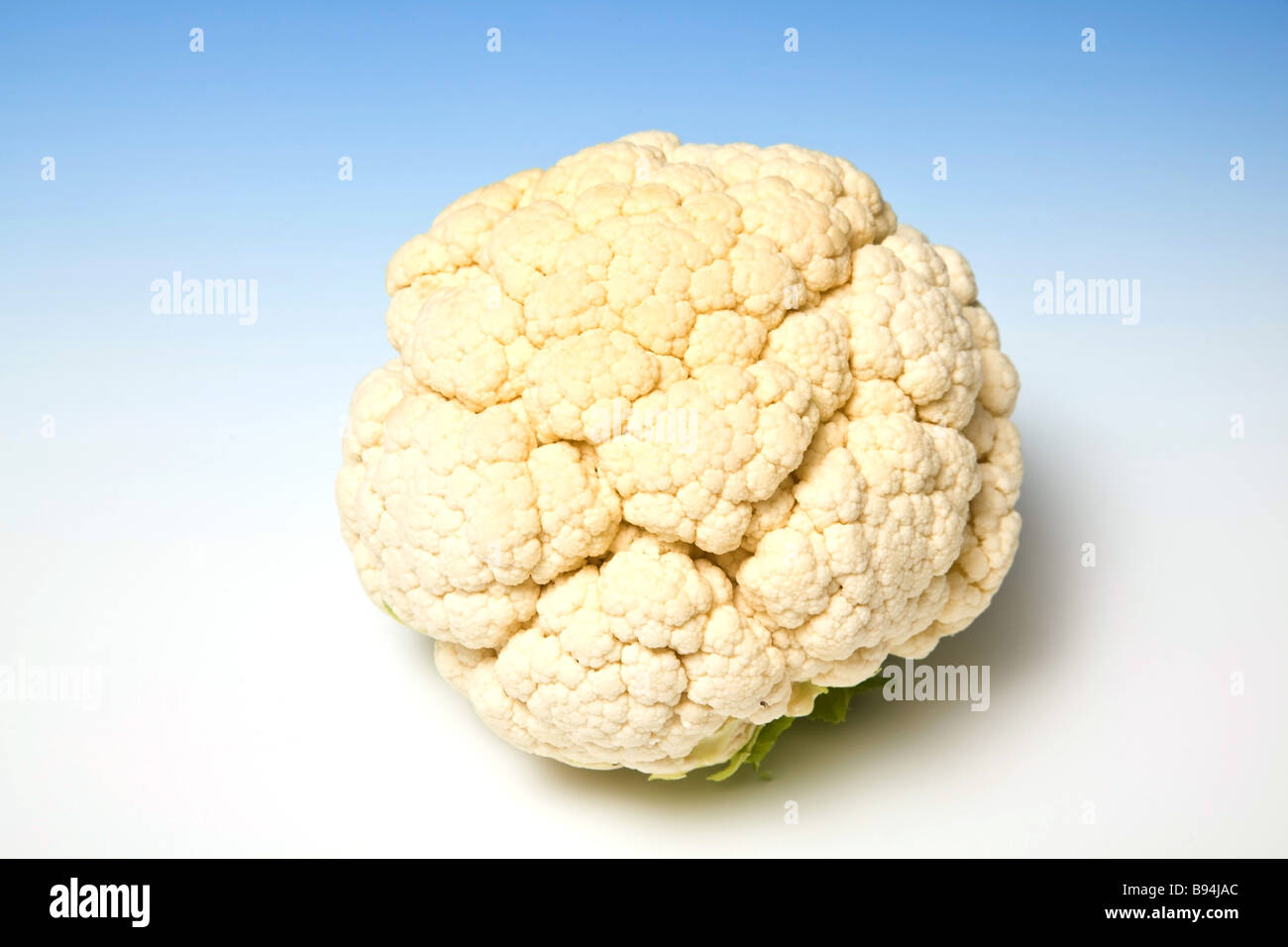 Whole cauliflower on a blue studio background Stock Photo - Alamy