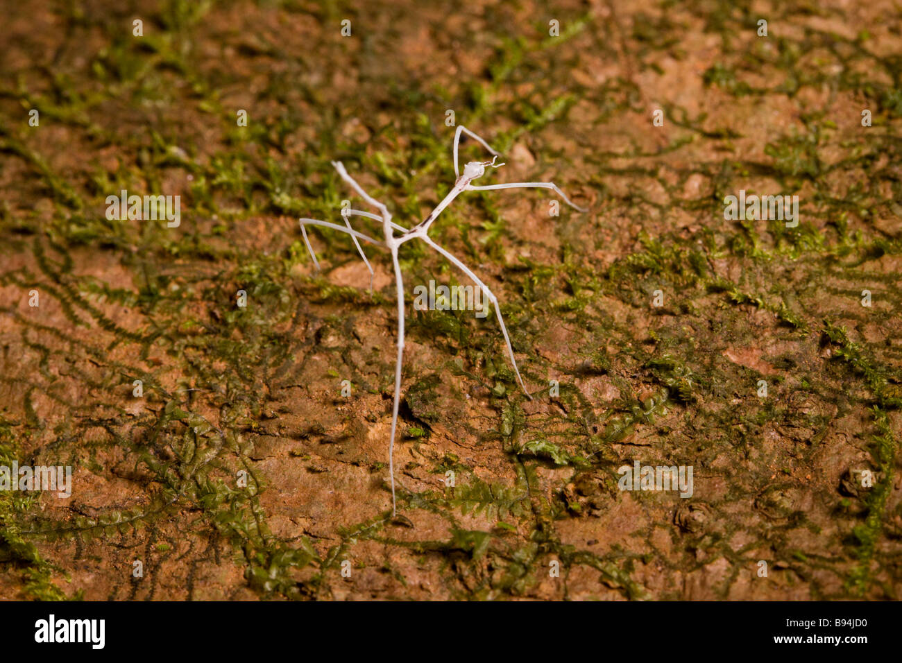 Albino walkingstick insect in the Osa Peninsula of Costa Rica Stock ...