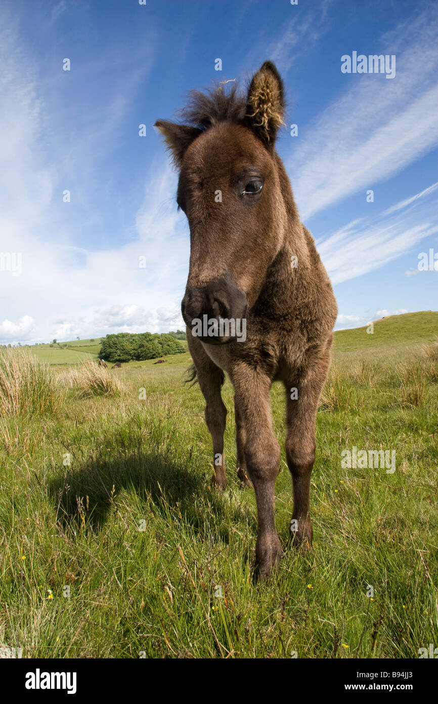 A fell pony foal on the Caldbeck Fells Stock Photo - Alamy