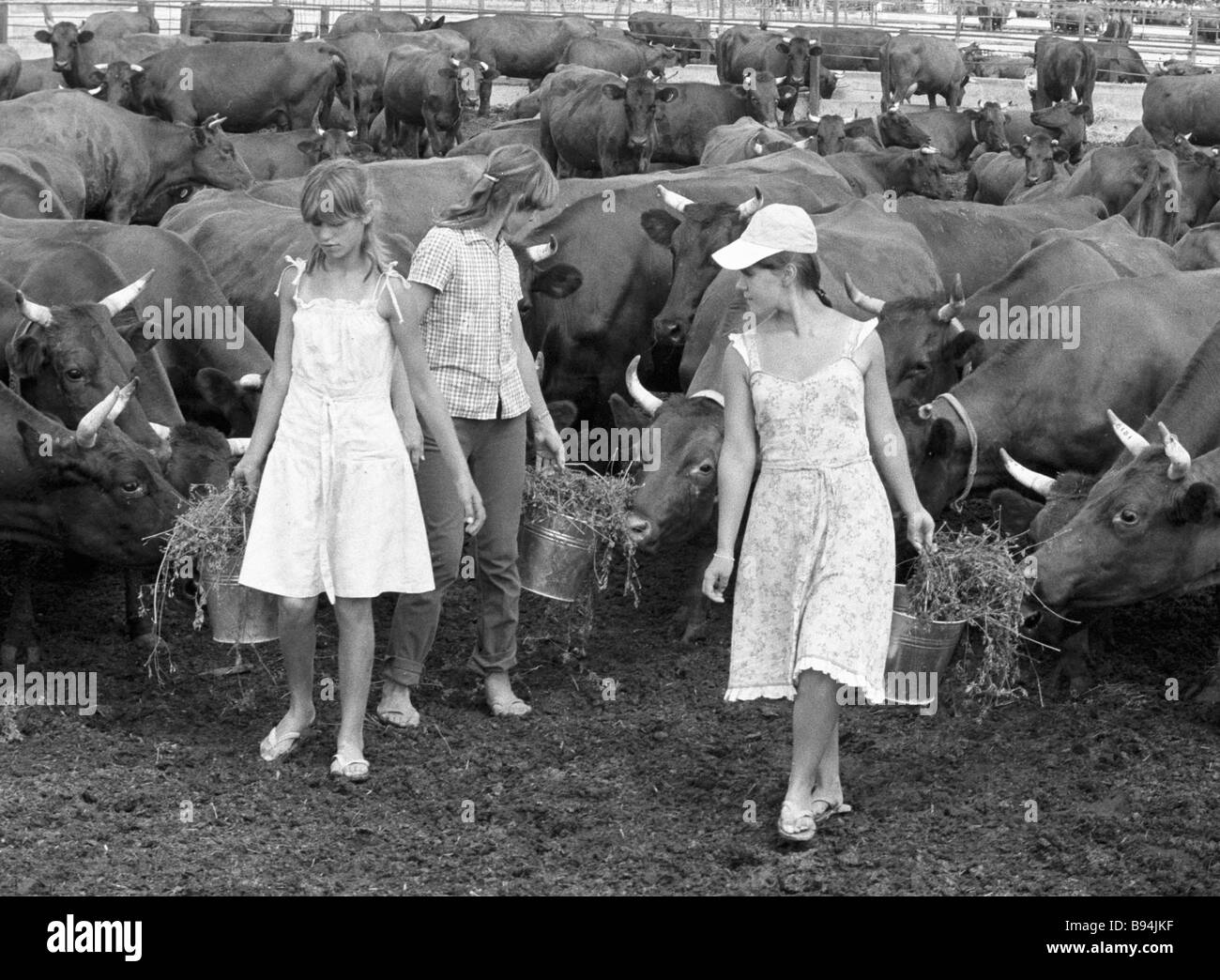Girls feed the cows at the cattle farm of Rossiya kolkhoz Stock Photo ...