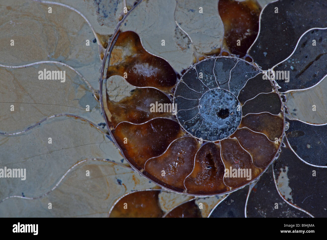 Fossil Ammonite (Cleoniceras sp) Upper Early Cretaceous - Albian stage ...