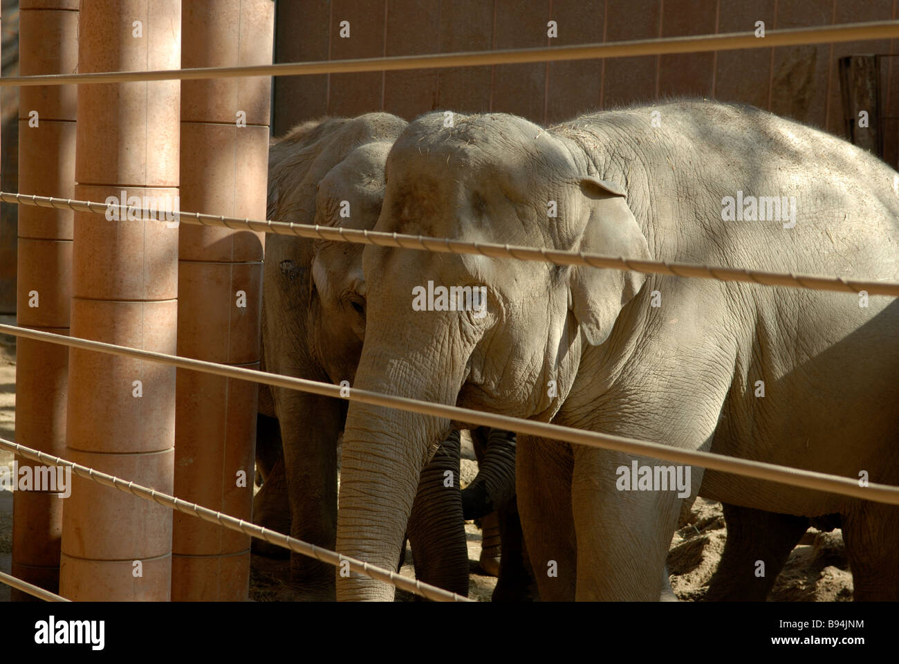 ELEPHANTS IN CAPTIVITY Stock Photo - Alamy