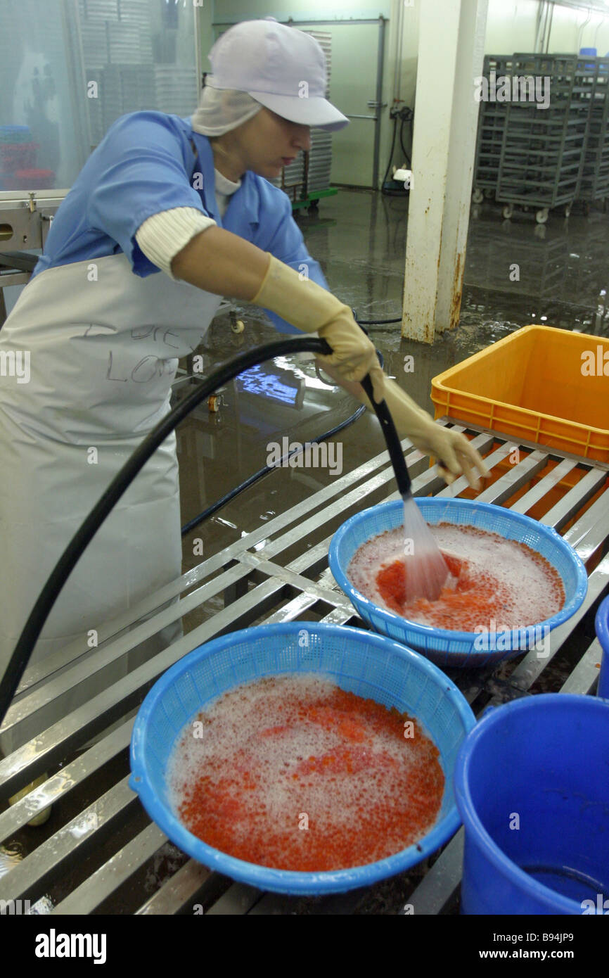 Washing salmon caviar at the Yasny fish processing plant of ZAO ...