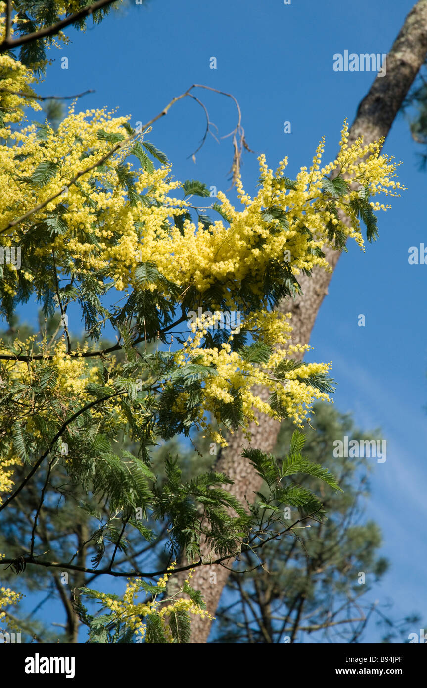 Mimosa plants hi-res stock photography and images - Alamy