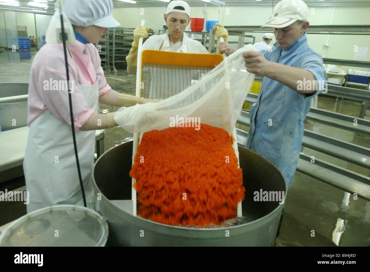 Filling salmon caviar into a salting machine at the Yasny fish ...