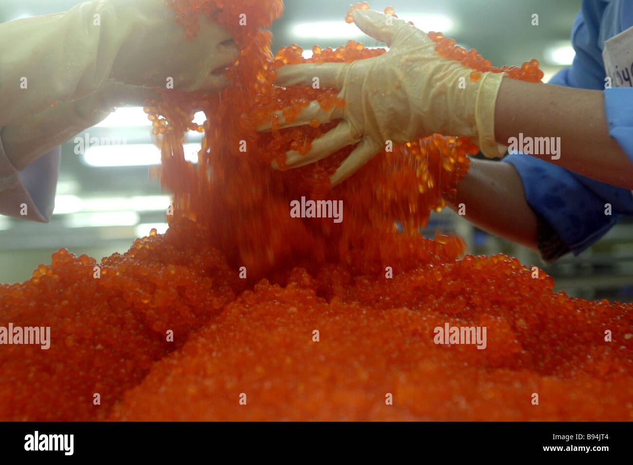 Manual mixing of salmon roe at ZAO Gidrostroi s Yasny Fish Factory The ...