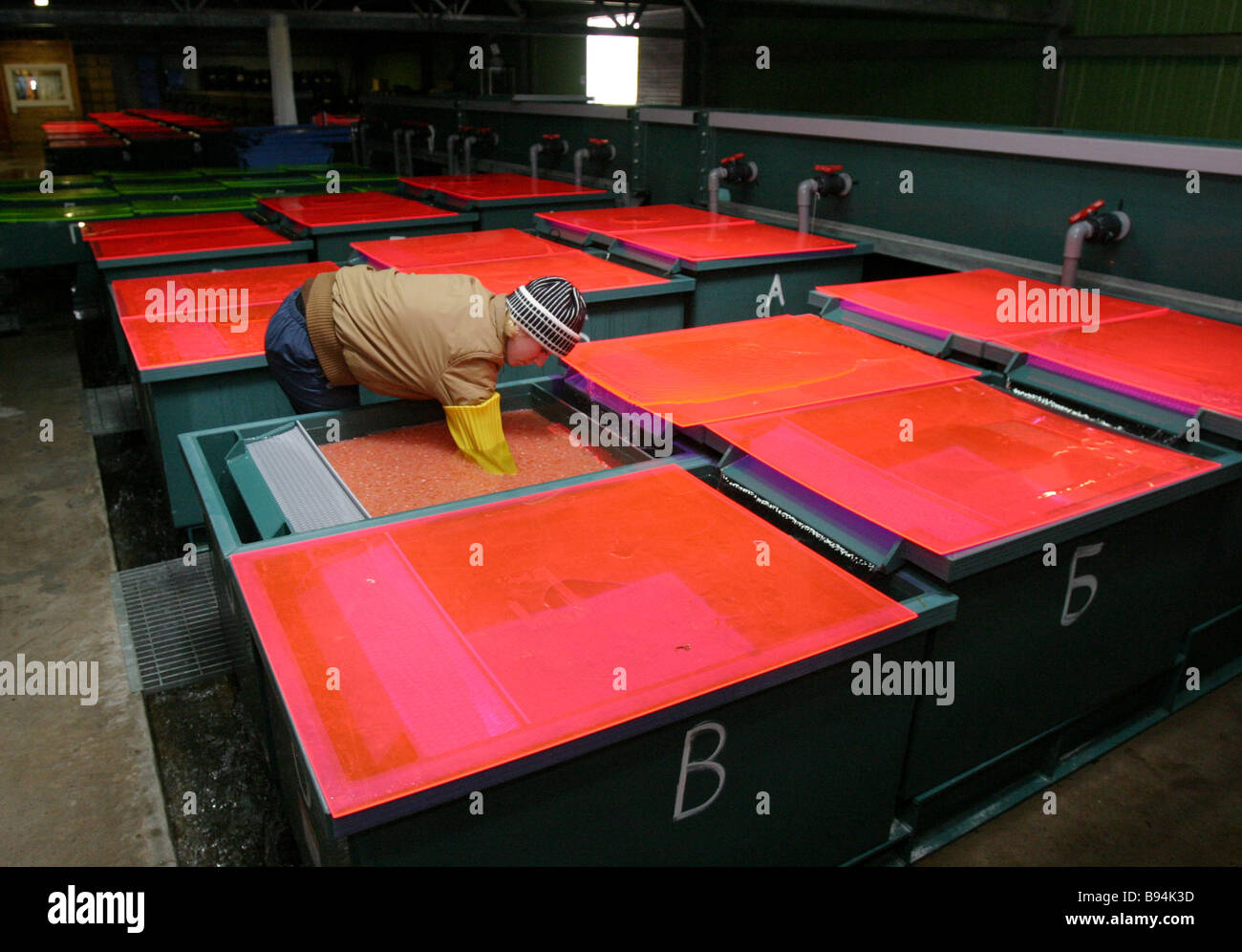 Fish breeder Svetlana Smirnova mixing salmon roe in Box hatchery tanks ...
