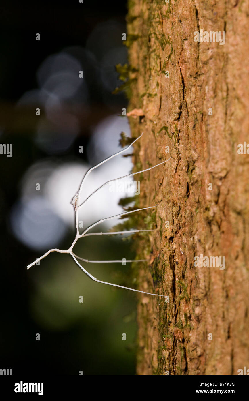 Albino walkingstick insect in the Osa Peninsula of Costa Rica Stock ...