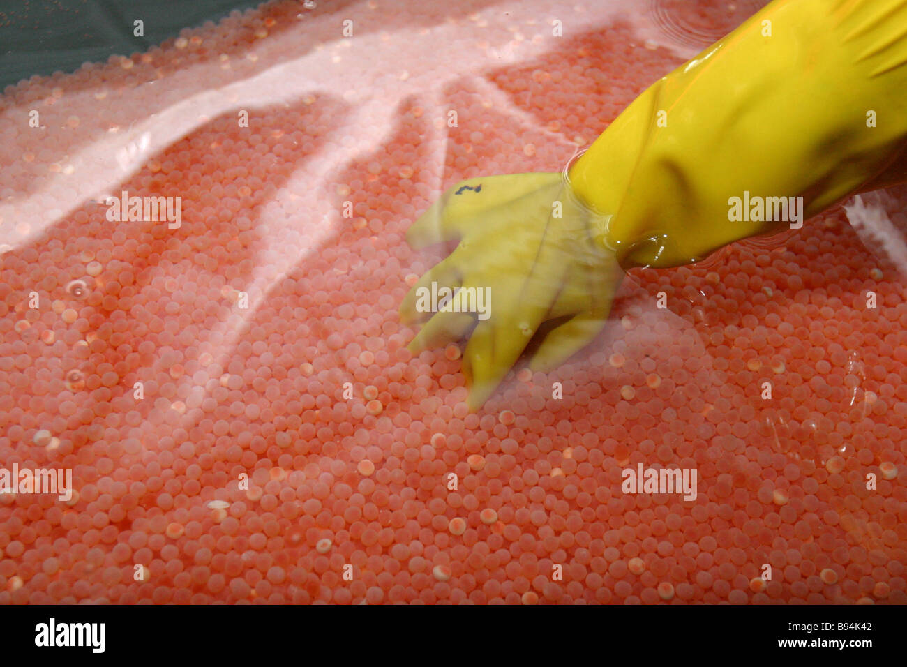 Mixing salmon roe to improve water circulation The Reidovy hatchery of ...