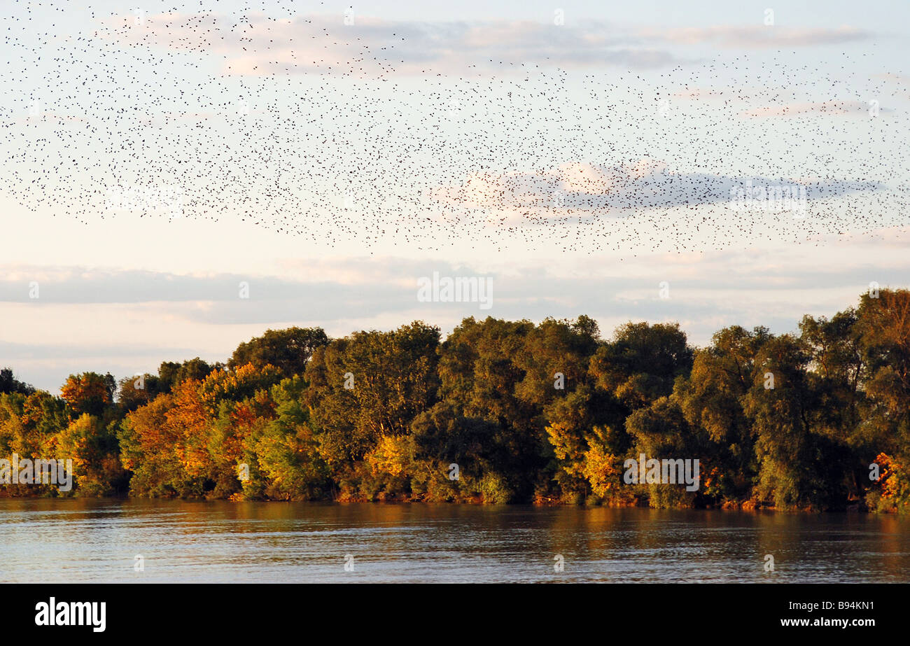 The delta of the Danube River in Ukraine Stock Photo - Alamy