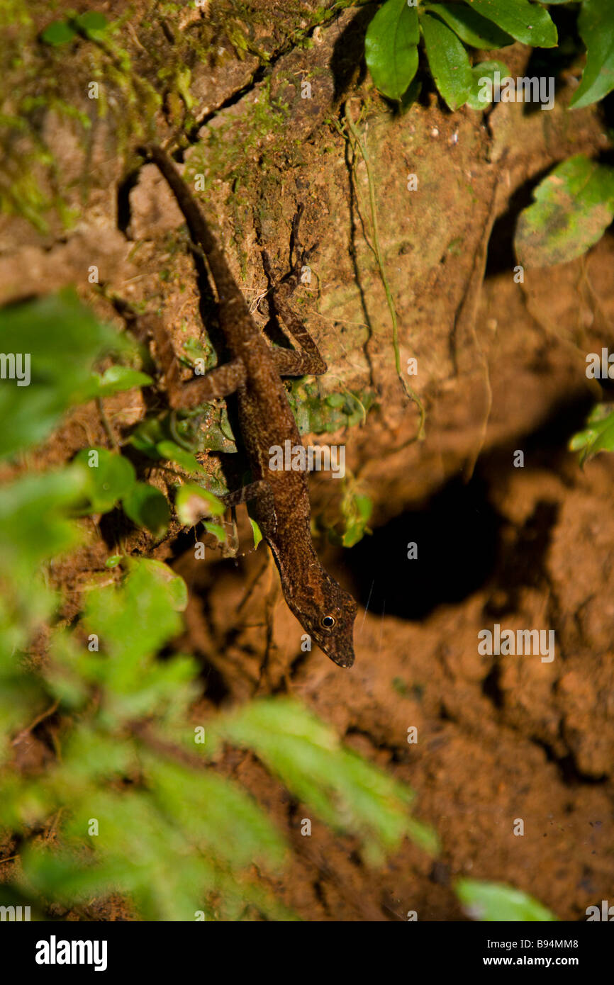 Many-scaled Anole or Golfo-Dulce anole (Anolis polylepis) in the Osa ...