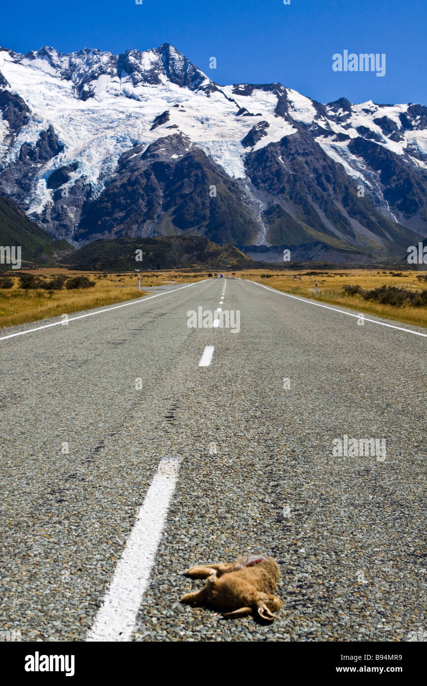 Rabbit Roadkill High Resolution Stock Photography and Images - Alamy