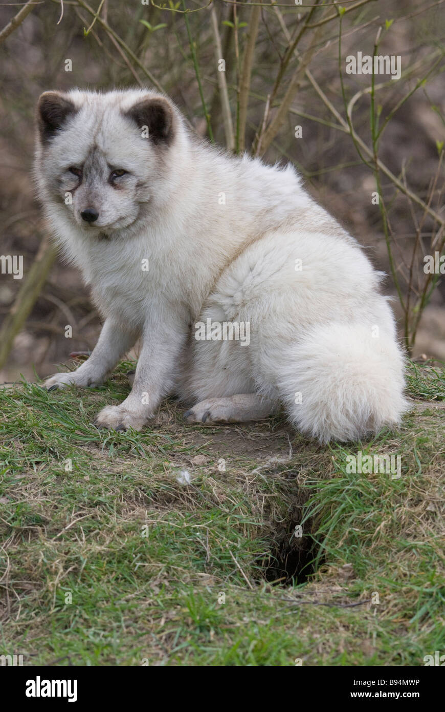 Rare fox hi-res stock photography and images - Alamy