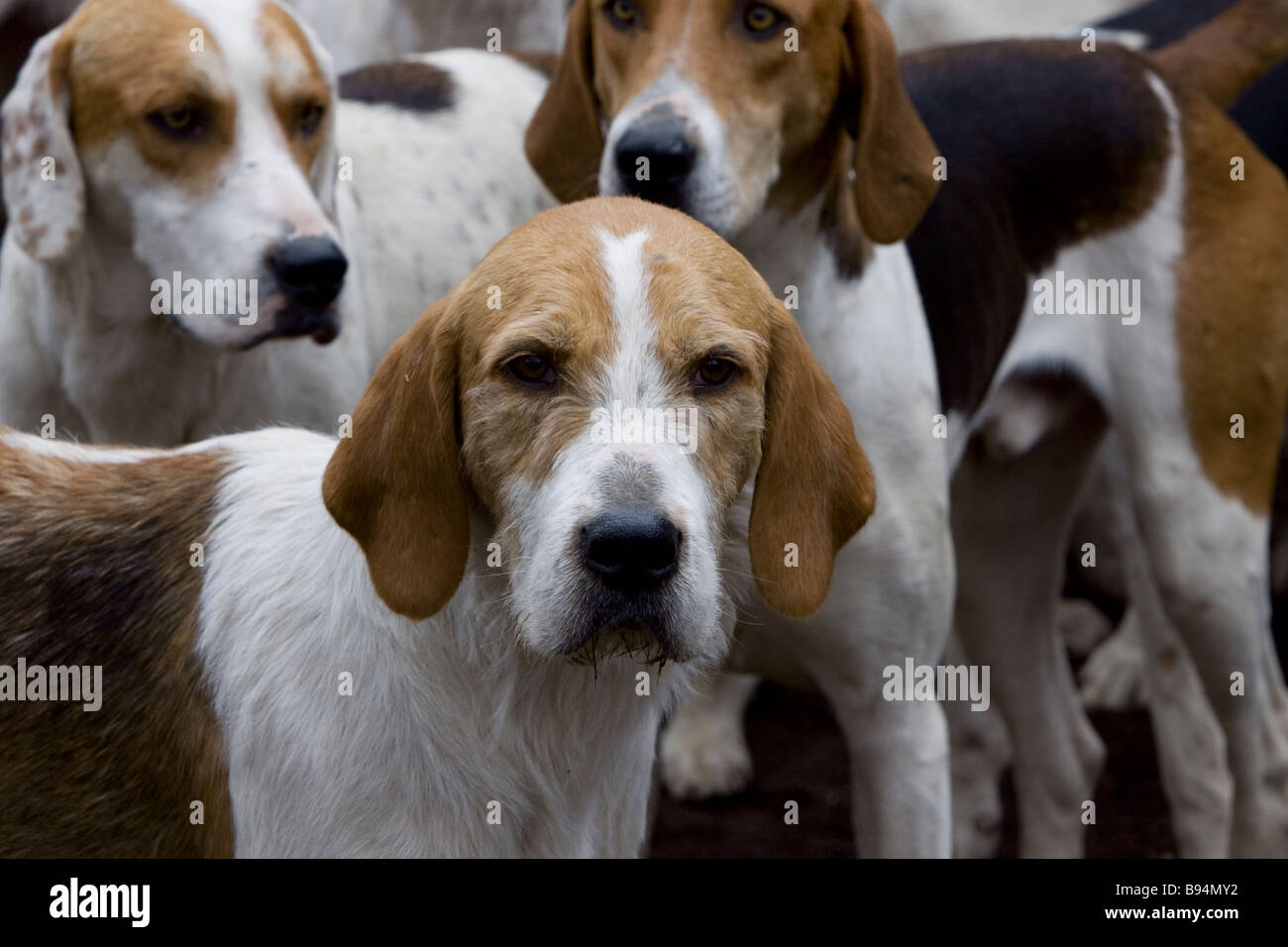 Fife fox Hounds Stock Photo - Alamy