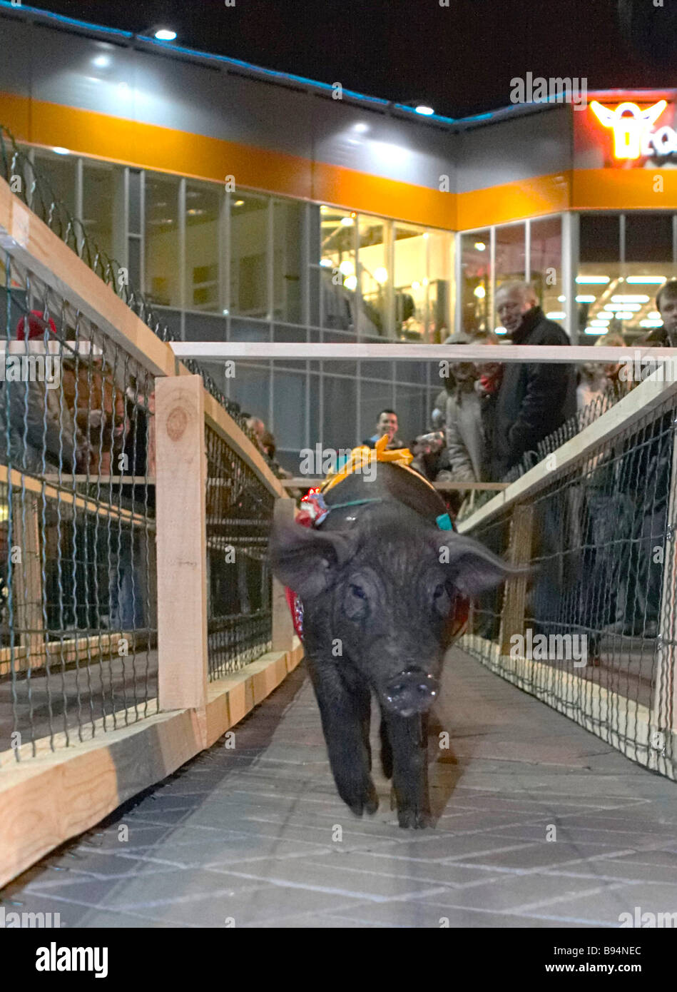 A pig before races in St Petersburg Stock Photo - Alamy