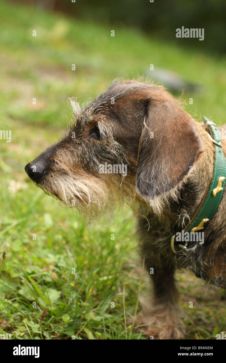 Dachshund view hi-res stock photography and images - Alamy
