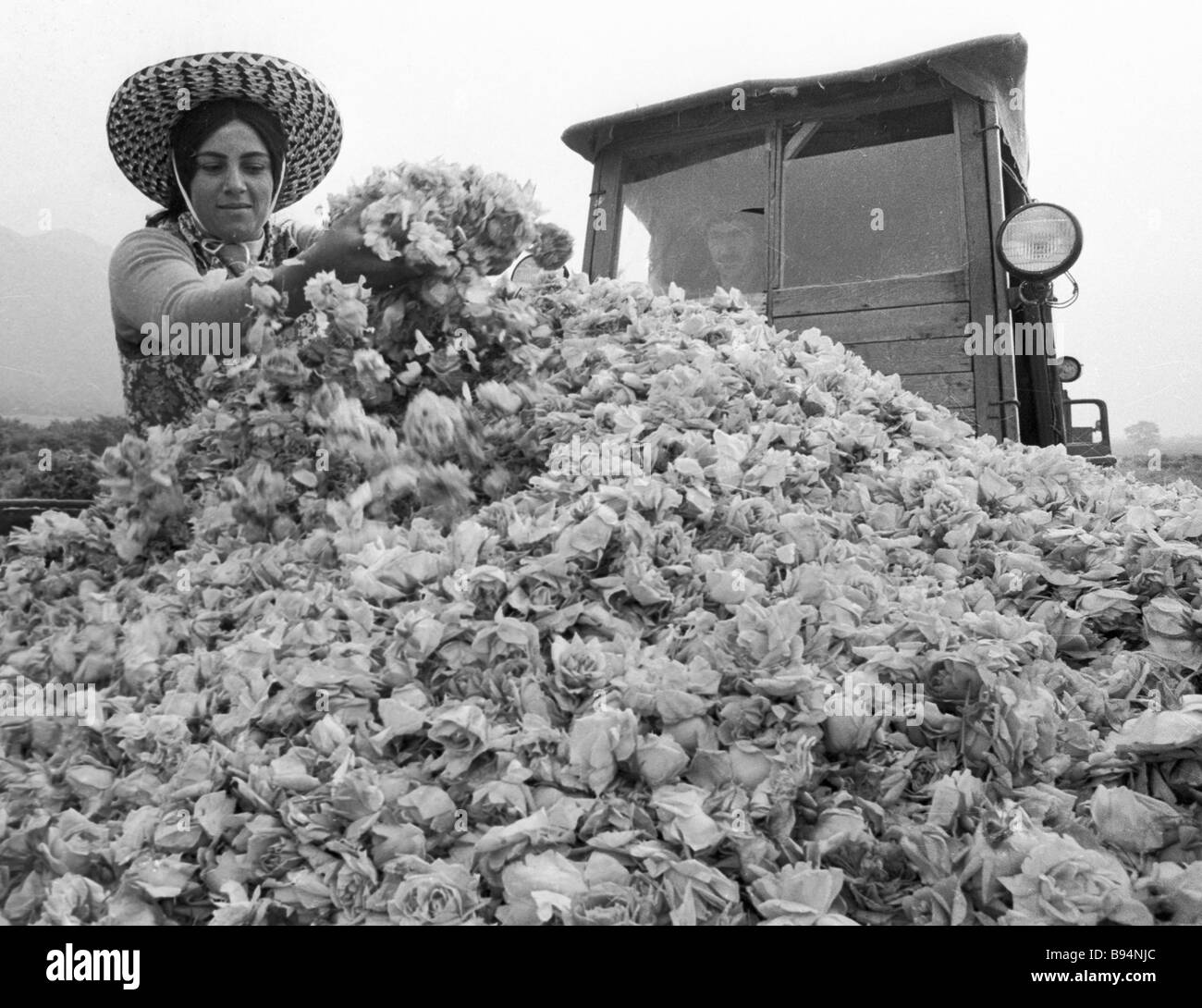 An employee of the rose processing farm with the rose harvest Stock ...