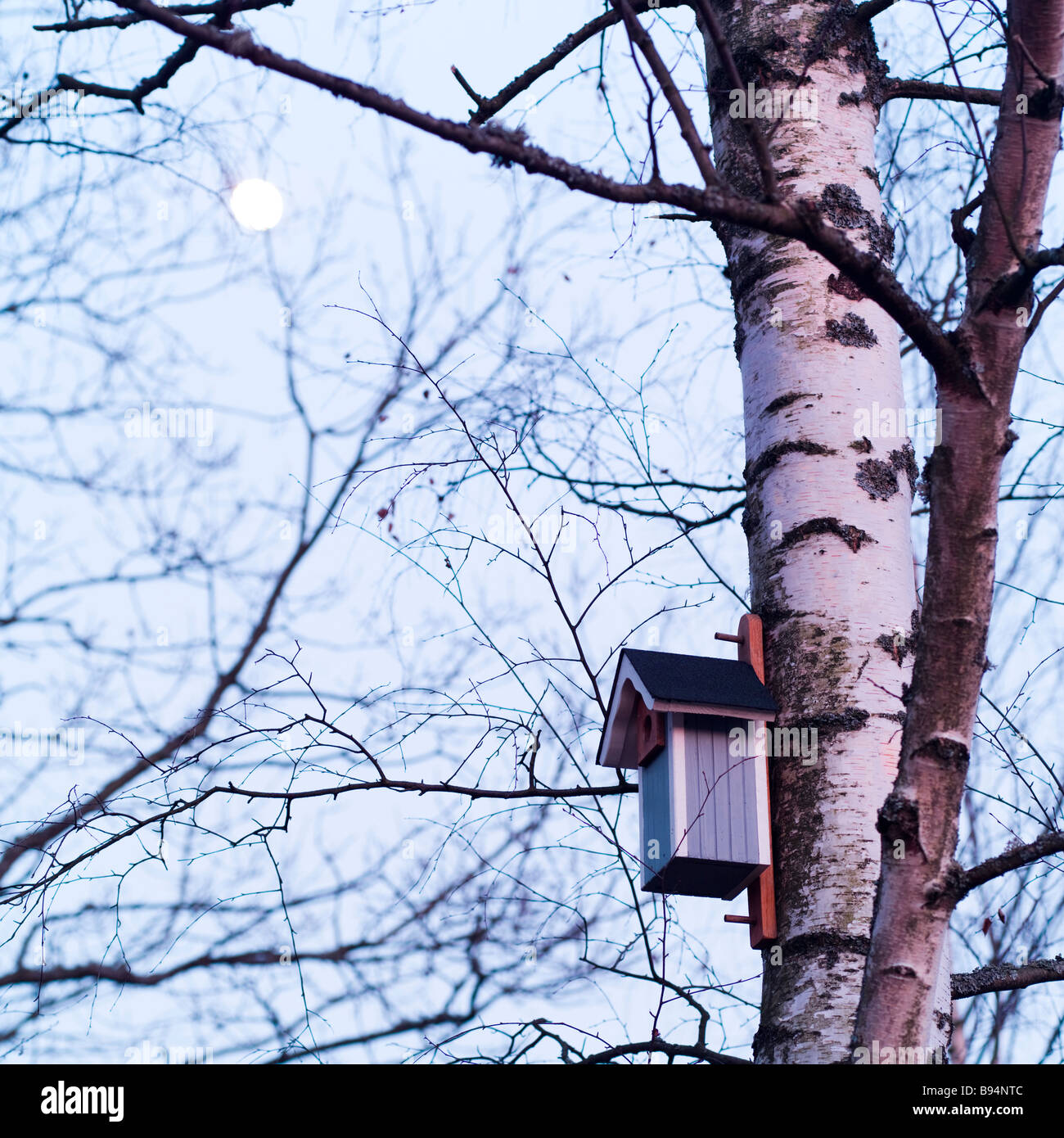 Tree with nesting box Stock Photo - Alamy