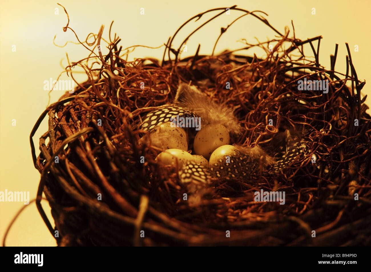 Birds Nest with Eggs Stock Photo - Alamy