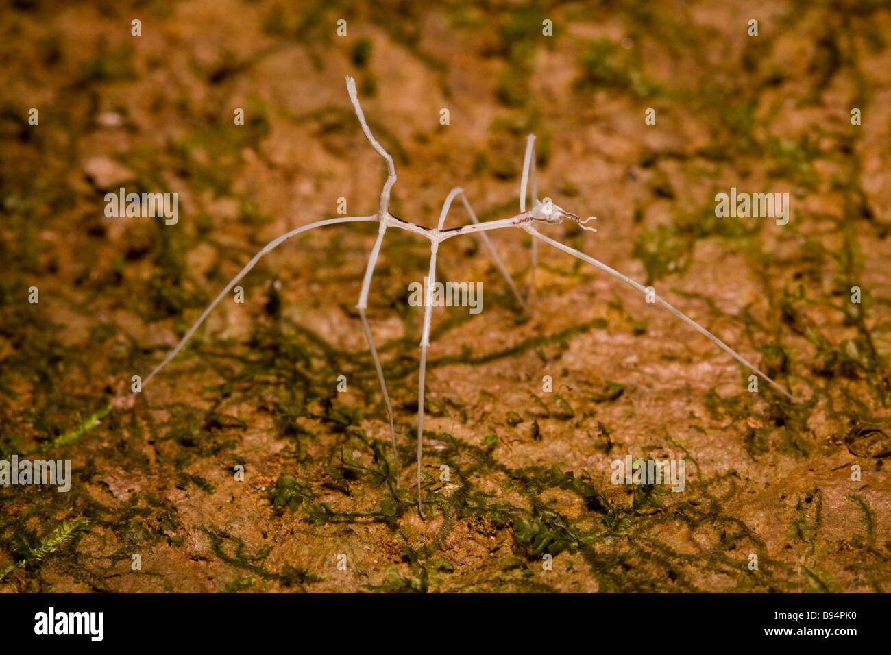 Albino walkingstick insect in the Osa Peninsula of Costa Rica Stock ...