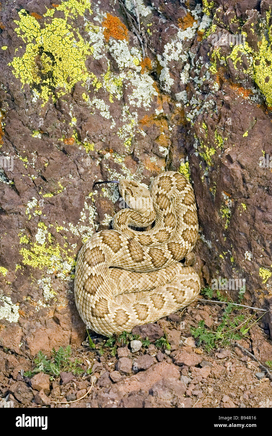 Mohave rattlesnake hi-res stock photography and images - Alamy