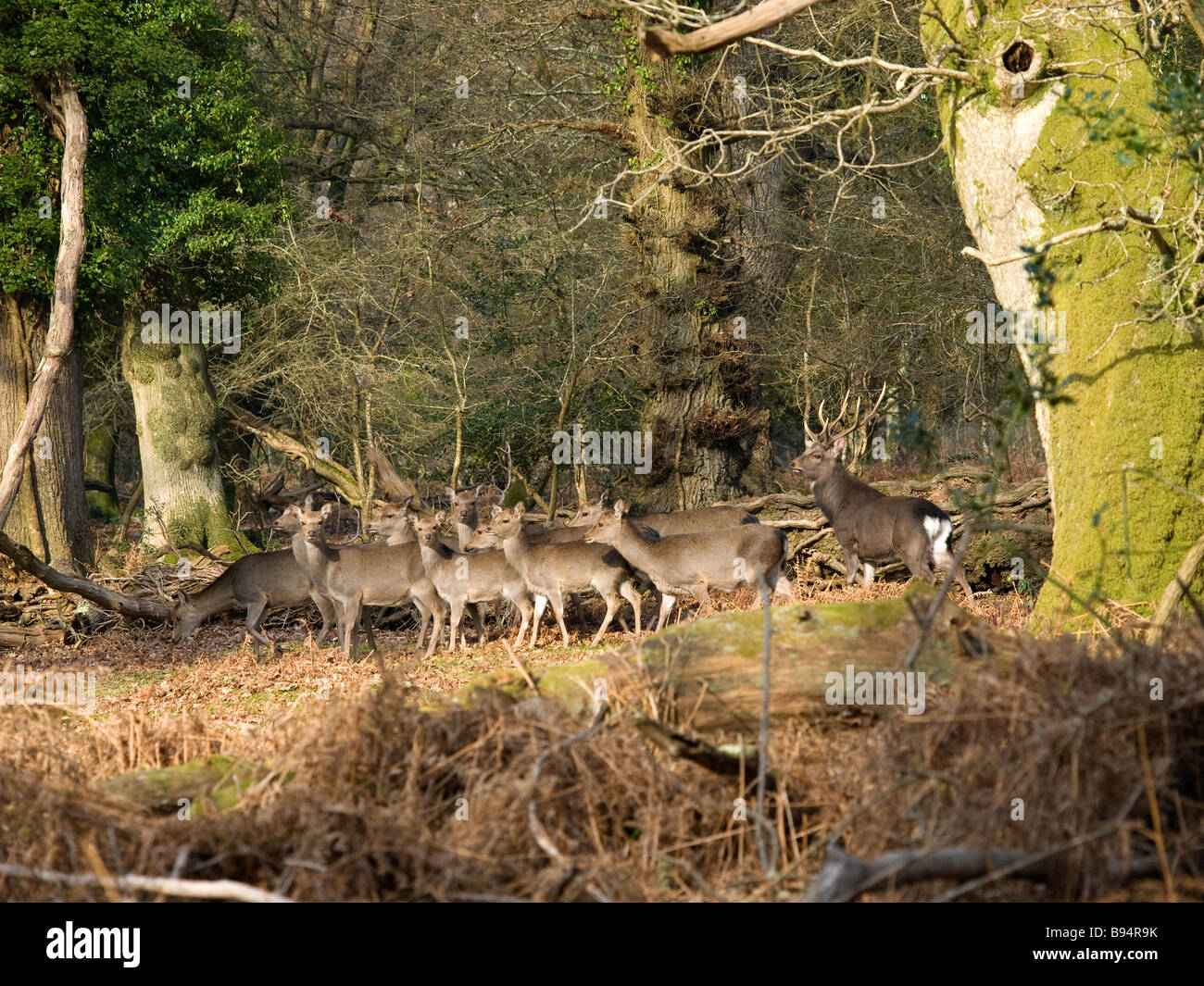 Sika stag uk hi-res stock photography and images - Alamy