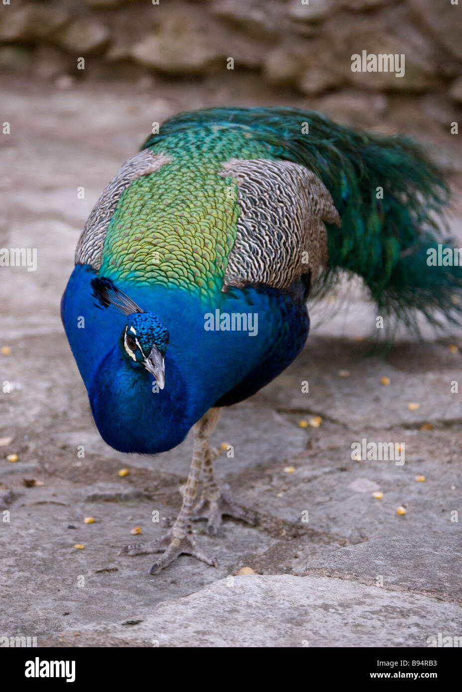 Blue and green peacock walking in Mayfield Park in Austin Texas Stock ...