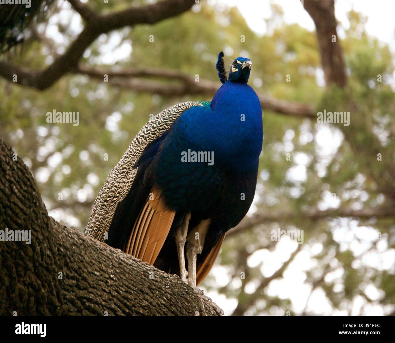 Male peacock standing on a tree branch in Mayfield Park in Austin Texas ...