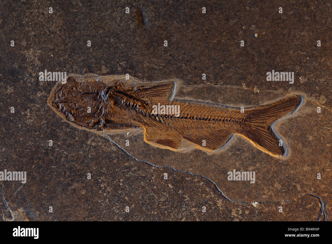 Fossil Catfish (Astephus antiguis) Eocene - 50 million years old ...