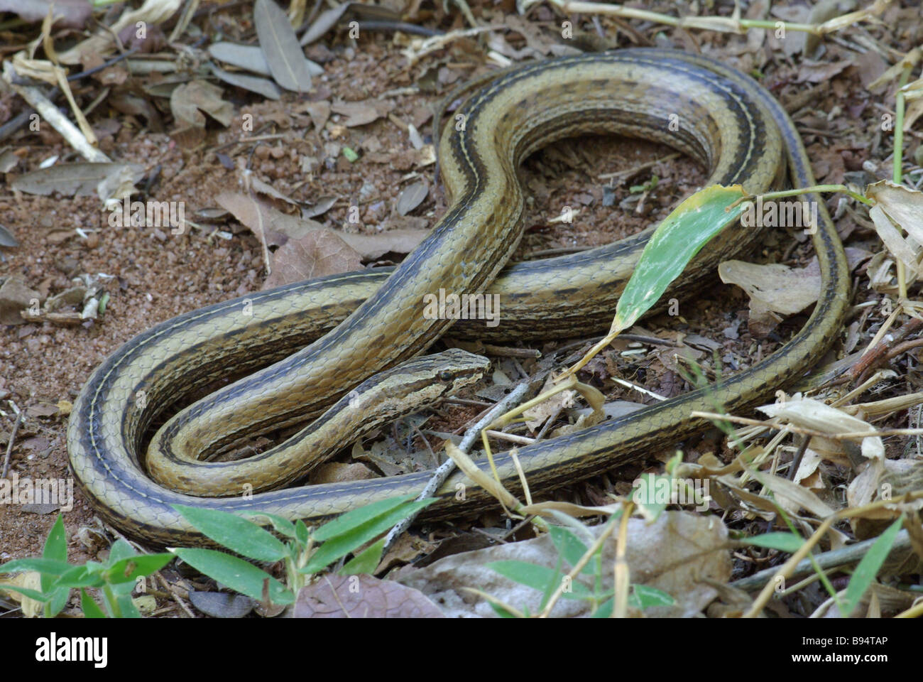 Adult Common Big-eyed Snake (Mimophis mahfalensis) coiled on ground in ...