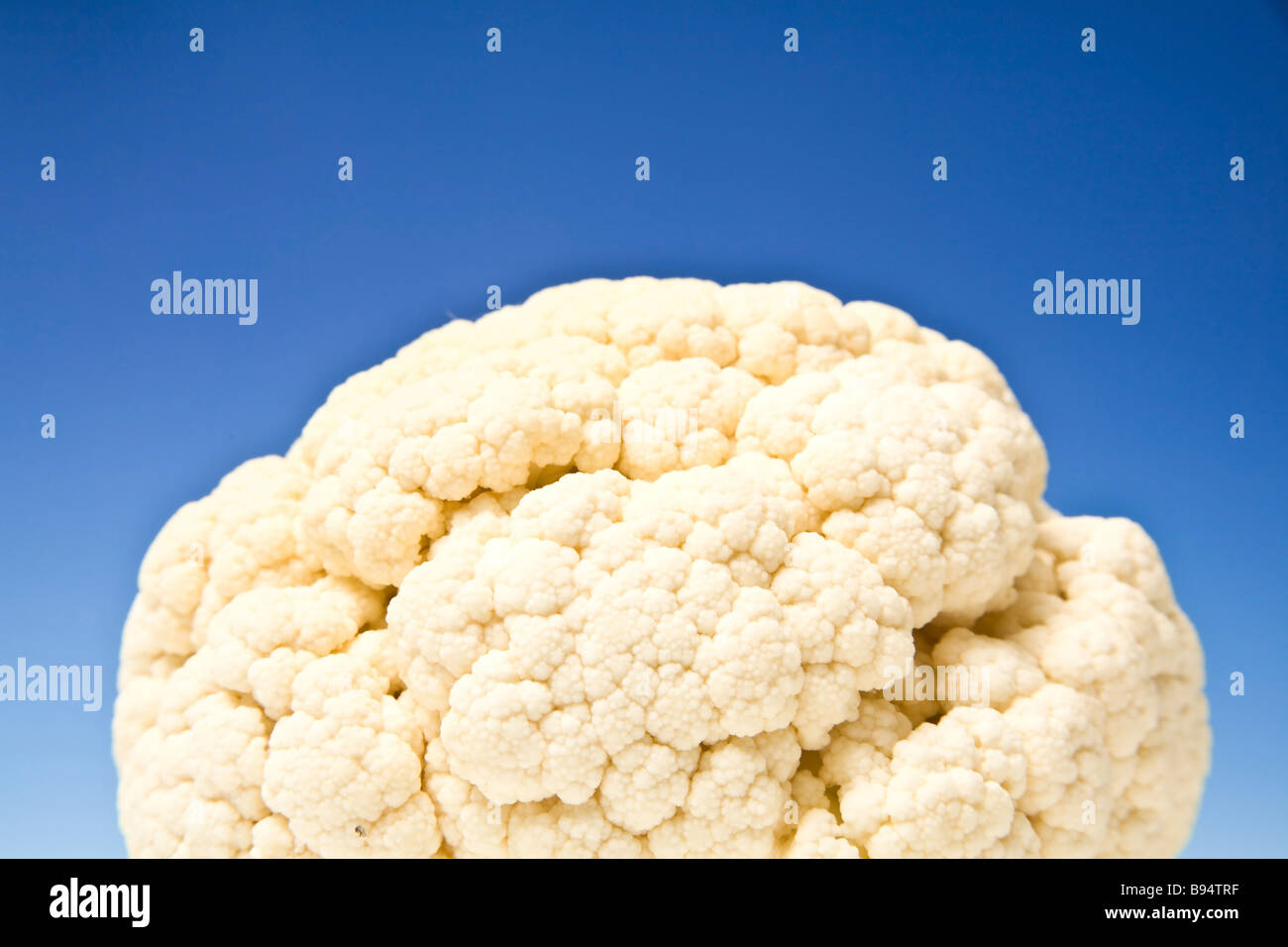 Whole cauliflower on a blue studio background Stock Photo - Alamy