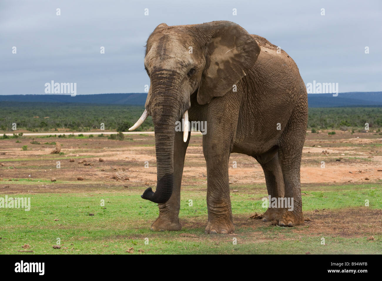 Bull elephant Loxodonta africana Addo Elephant National Park Eastern ...