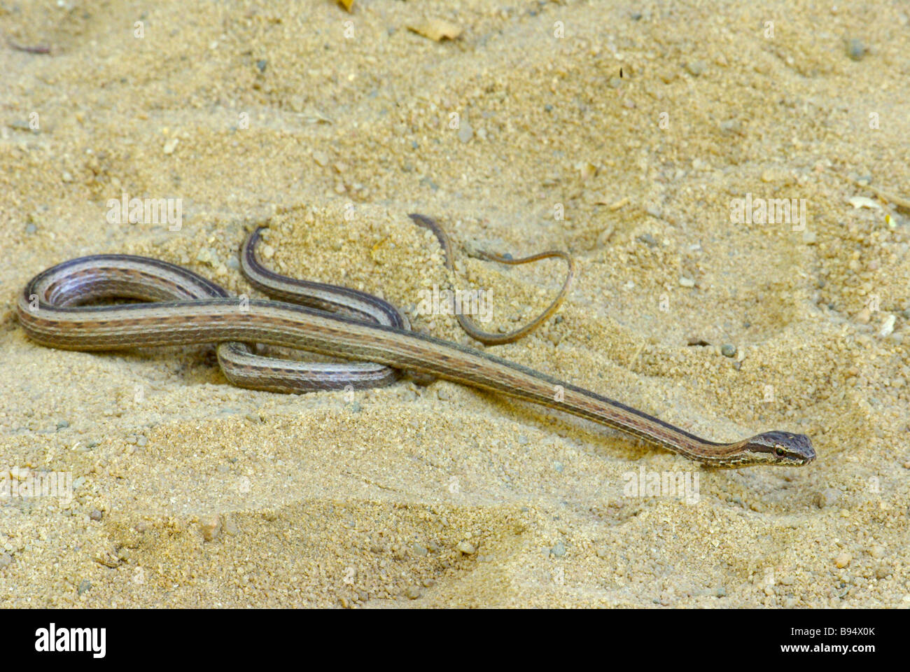 Young Common Big-eyed Snake (Mimophis mahfalensis) on sandy trail in ...