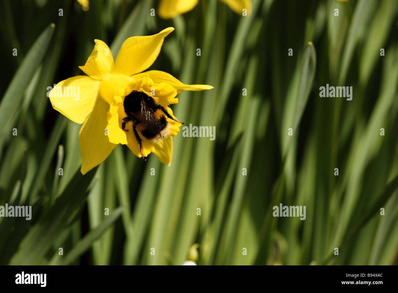 Bee in a Daffodil Stock Photo - Alamy