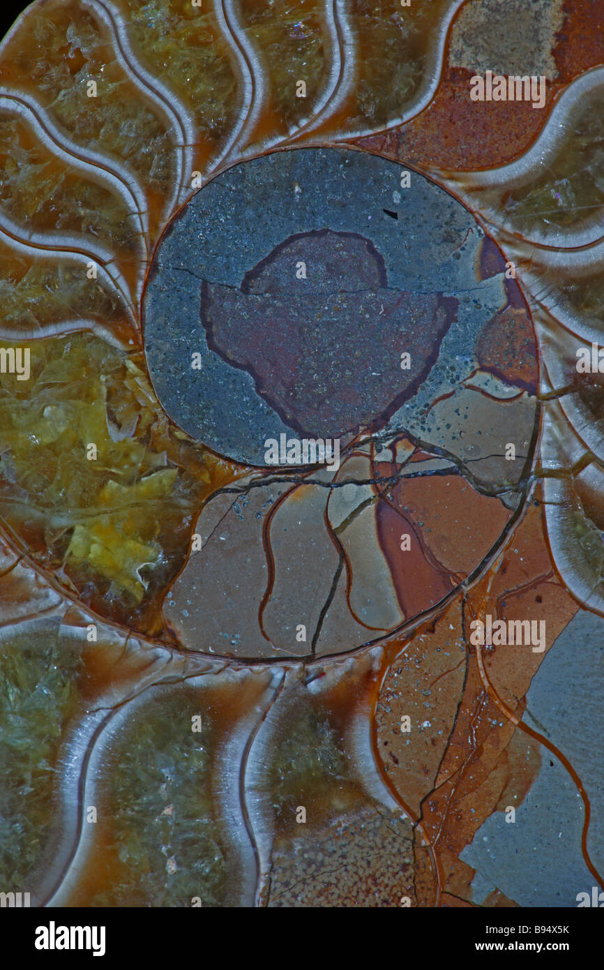 Fossil Ammonite (Cleoniceras sp) Upper Early Cretaceous - Albian stage ...