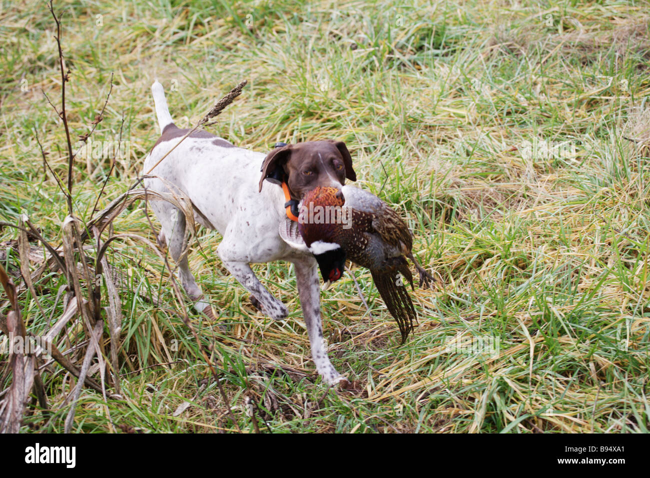 GERMAN SHORT HAIRED POINTER RETREIVING BIRD PHEASANT IN MOUTH CLOSEUP ...