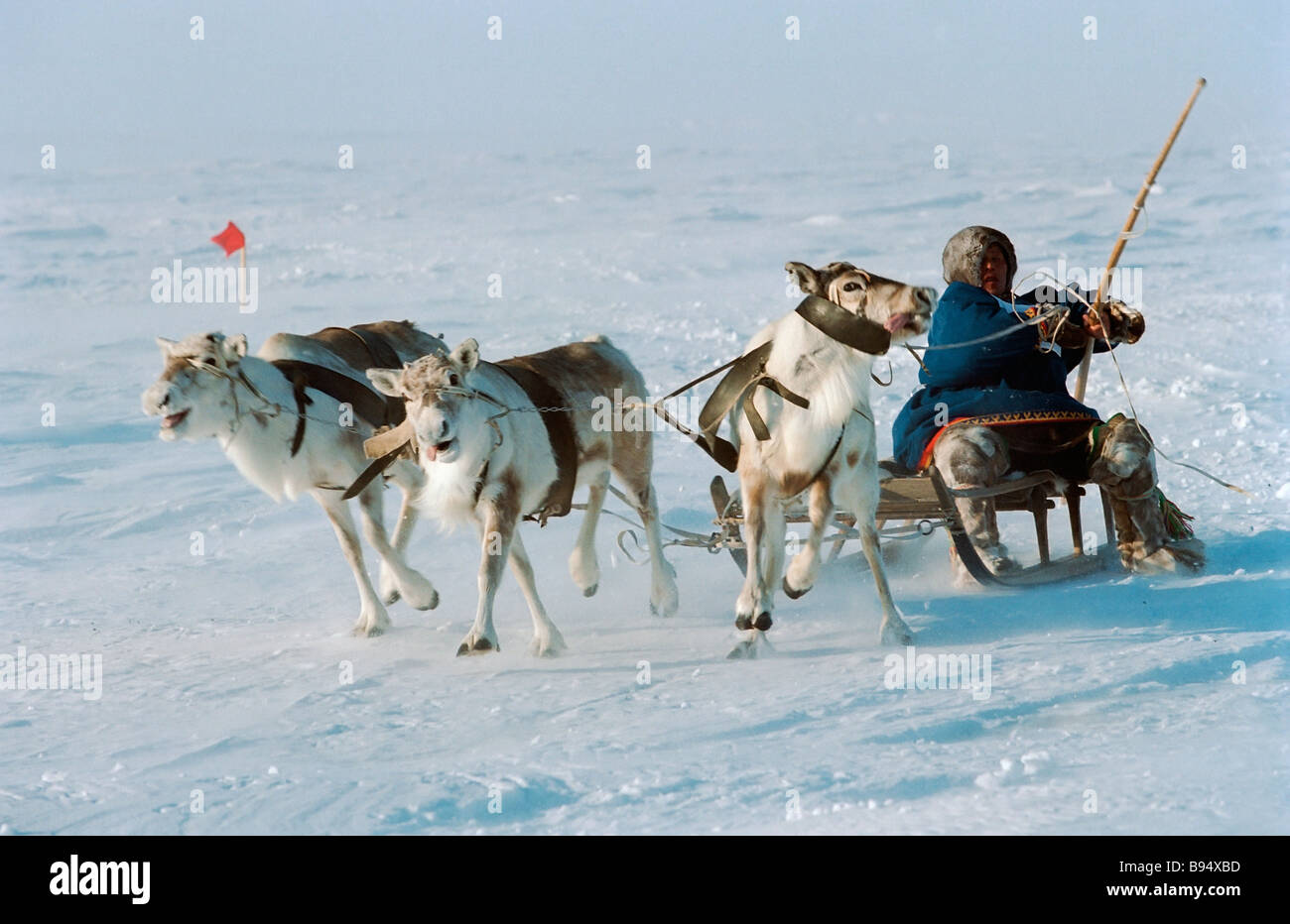 Reindeer Breeder Day celebrations in the Russian Far North Reindeer ...
